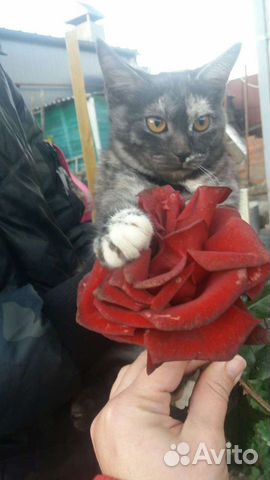 Кисуля ищет дом
