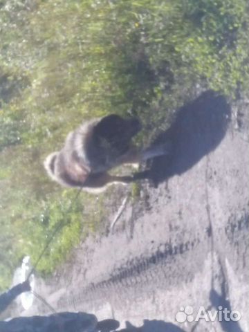 Нашли собаку кавказиц кто потерял