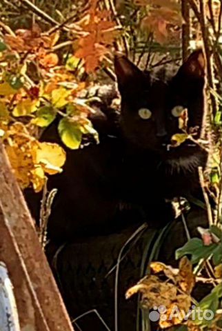 Мини пантерка