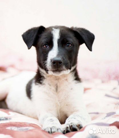 Очаровательный пацан желает познакомиться