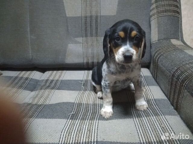 Щенок. Эстонская гончая