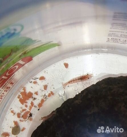 Аквариумные креветки