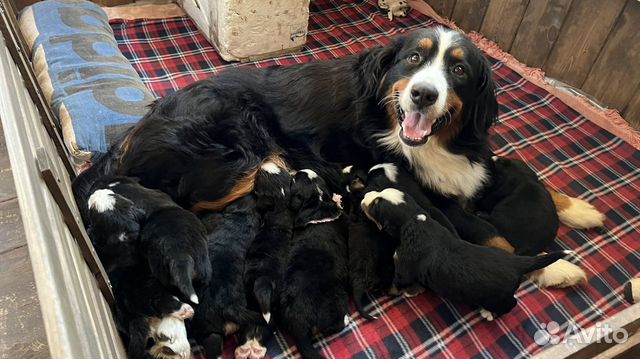 Самые красивые берны на свете