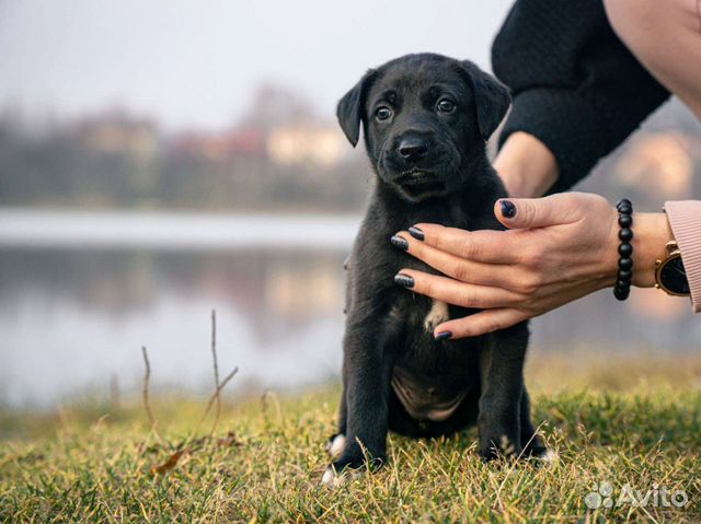 Щенок в добрые руки