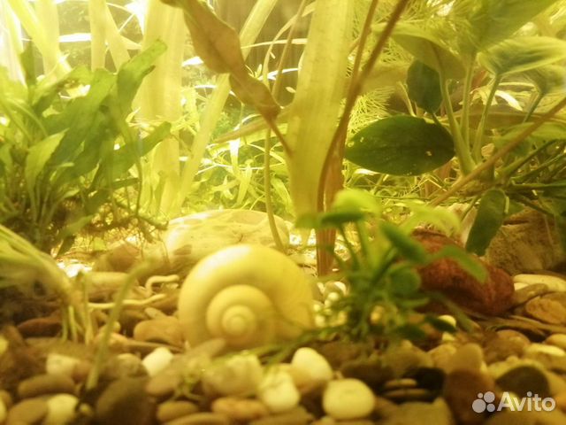 Маленькие улитки ампуляшки