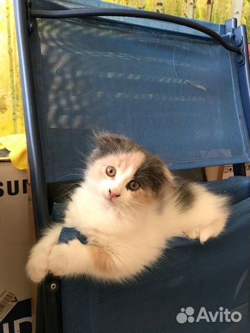 Котёнок Трёхцветный 2 месяца