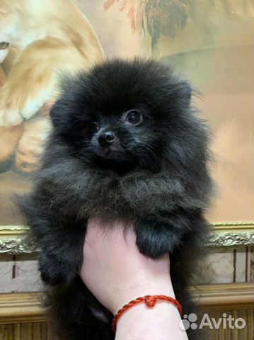 Померанский шпиц мини