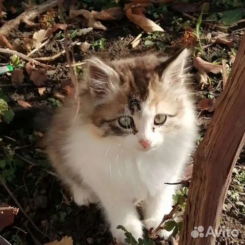 Кошки в добрые руки бесплатно