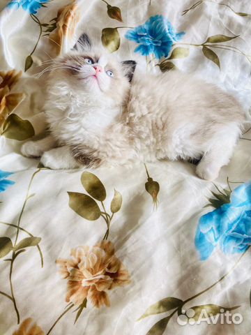 Нежнейший котенок Рэгдолл