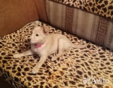 Ищем семью для малышки