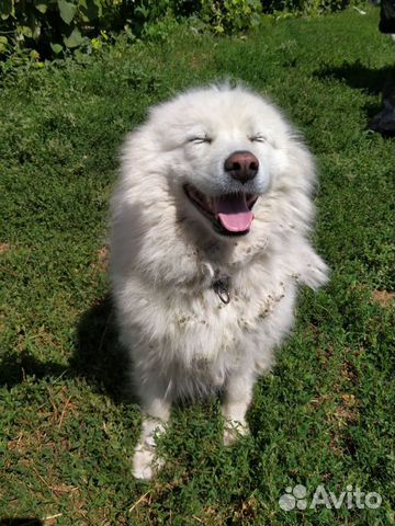 Самоед случка