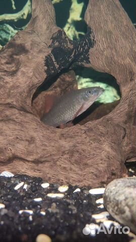 Аквариумные рыбки бесплатно