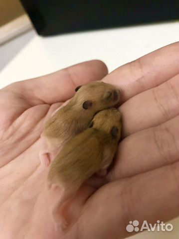 Джунгарский хомяк,джунгарик рыжий