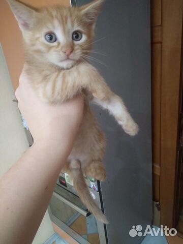 Кошка в дар