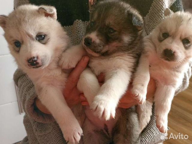 Щенки сибирской хаски