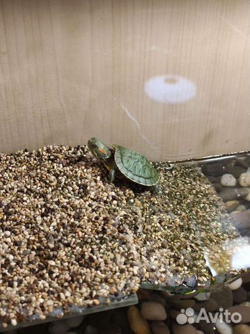 Карликовая черепаха