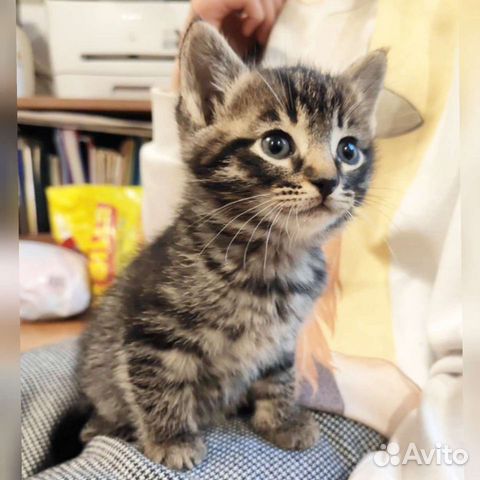 Котята, котёнок малыш 1,5 мес в добрые руки