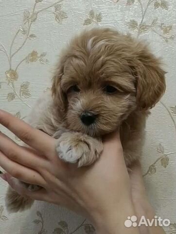 Мальтипу карамельный медвежонок девочка