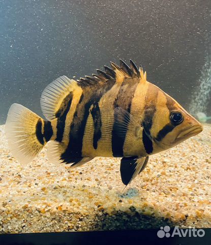 Окунь индонезийский