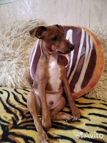 Цвергпинчер бесплатно