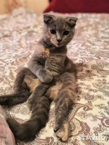 Британский веслоухий котенок