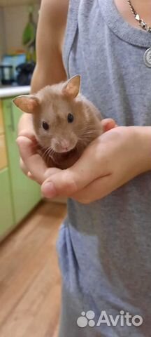 Хомяк мальчик бесплатно