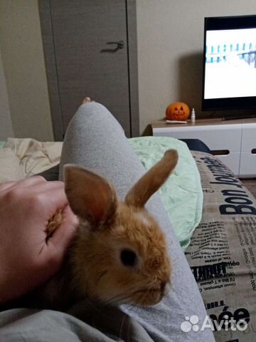 Декоративный кролик с клеткой