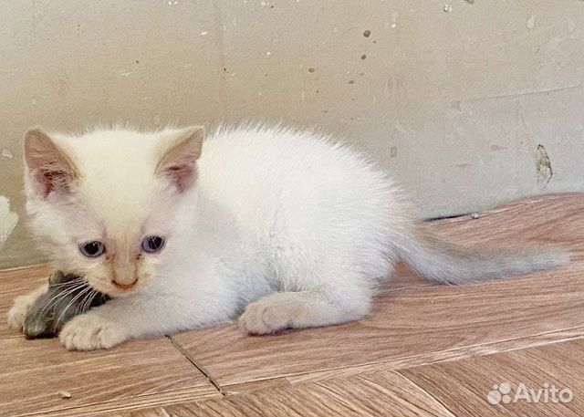 Котёнок-мальчик, 1 месяц. Привезем