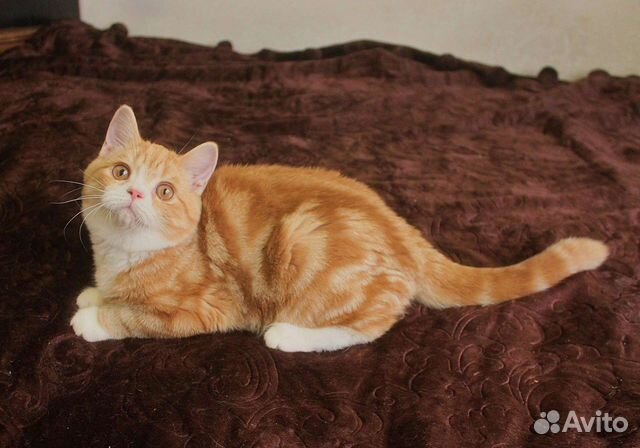 Котик красный мраморный