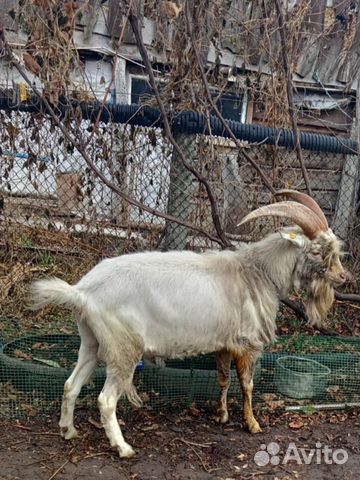 Козы козлята козлы