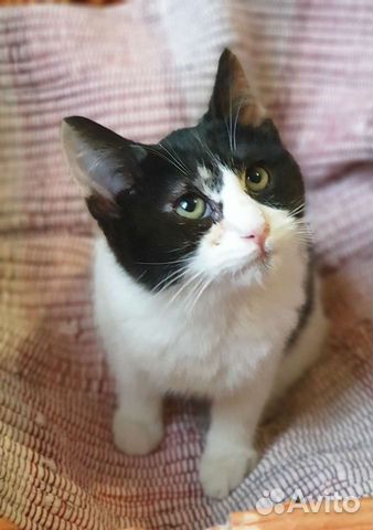 Котенок из Репино