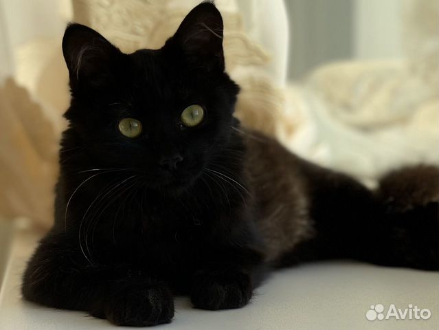 Отдам счастливого котенка добрым людям