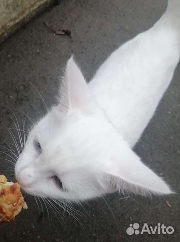 Котенок разноглазый