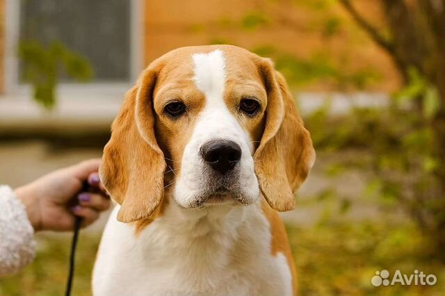 Бигль вязка