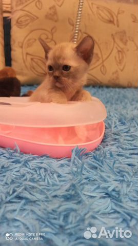Красивые бурманские котята