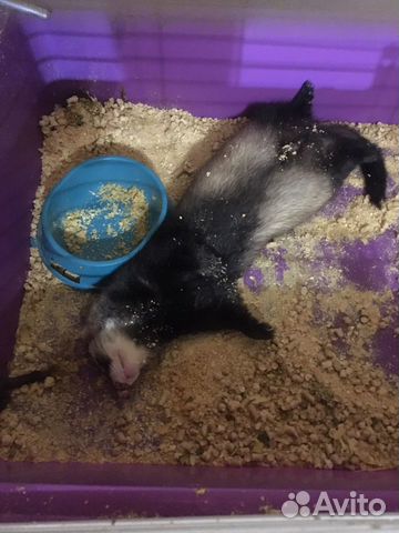 Хорек с клеткой