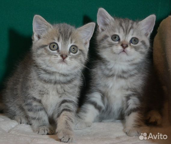 Мальчик мраморный. Британский