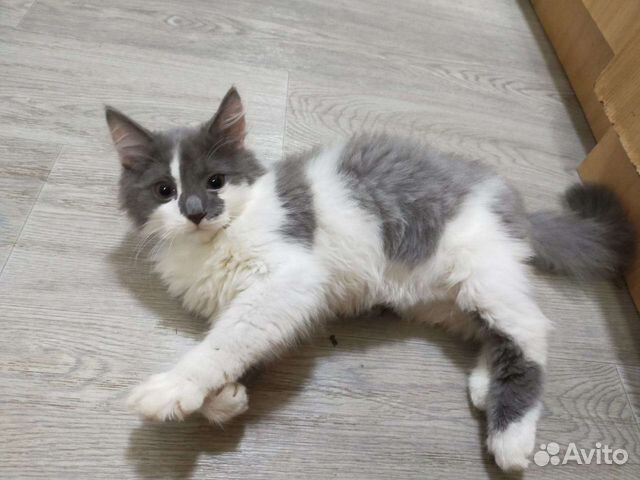 В добрые руки котенок, девочка