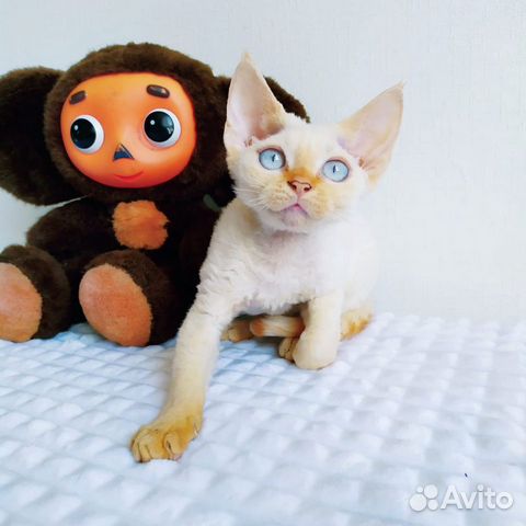 Девон-рекс мальчуганы