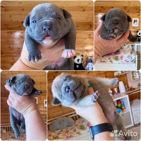 Американский булли дети