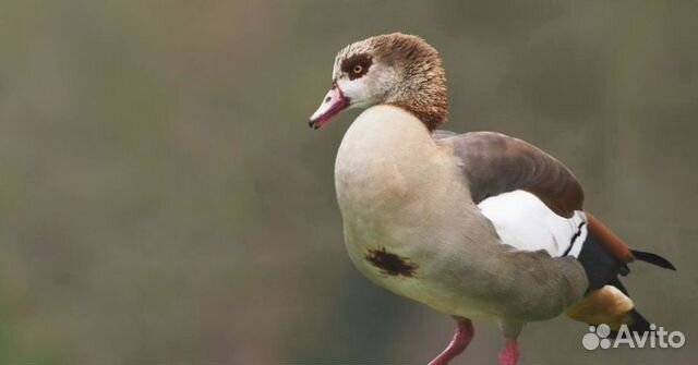 Нильский Гусь