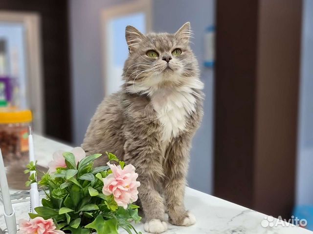 Кошка Кэтти. Стерилизована и привита. 3 года. Дост