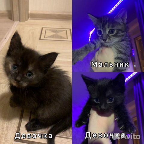 Отдаю ласковых котят в добрые руки