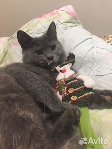 Русская голубая