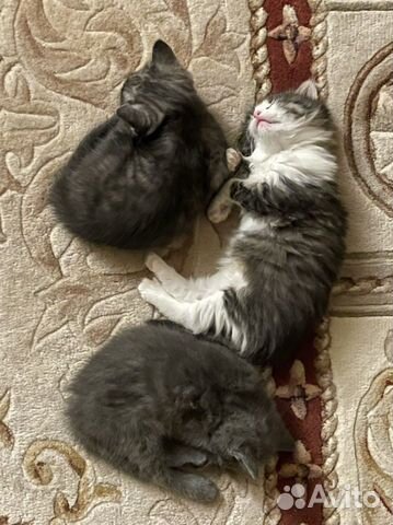 Сибирские котята
