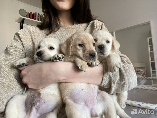 Щенки лабрадора