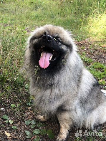 Кеесхонд вольфшпиц