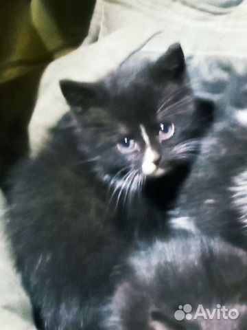 Котёнок, 1 мес