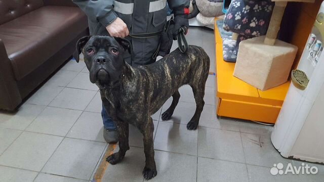 Щенок кане корсо бесплатно