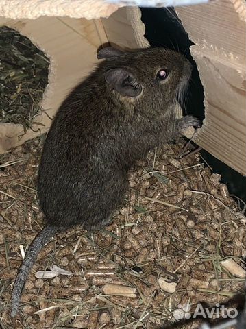 Дегу с клеткой